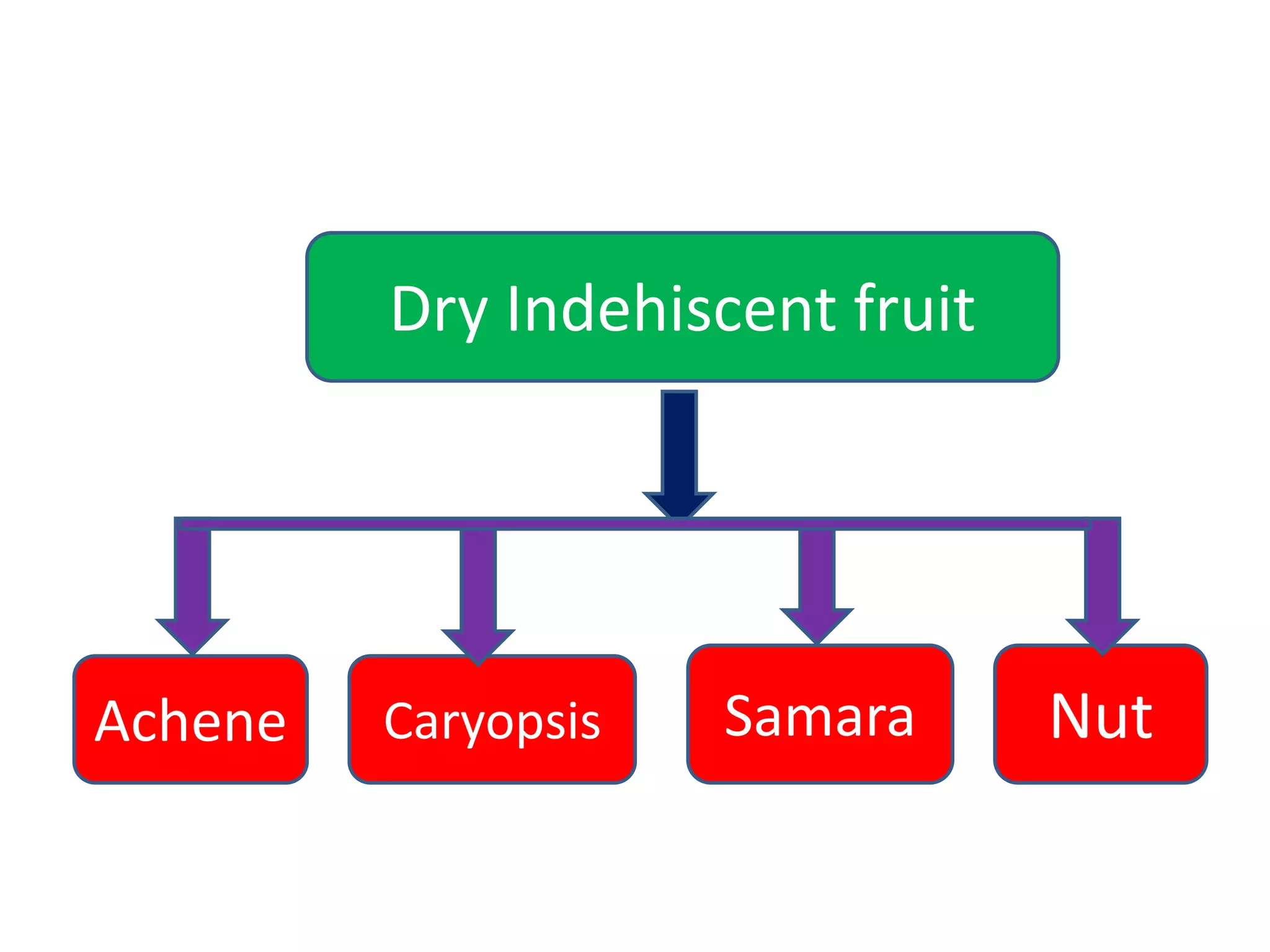 Classification of fruits | PPTX