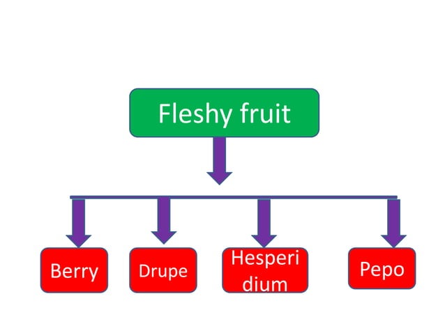 Classification of fruits | PPTX | Food & Drink