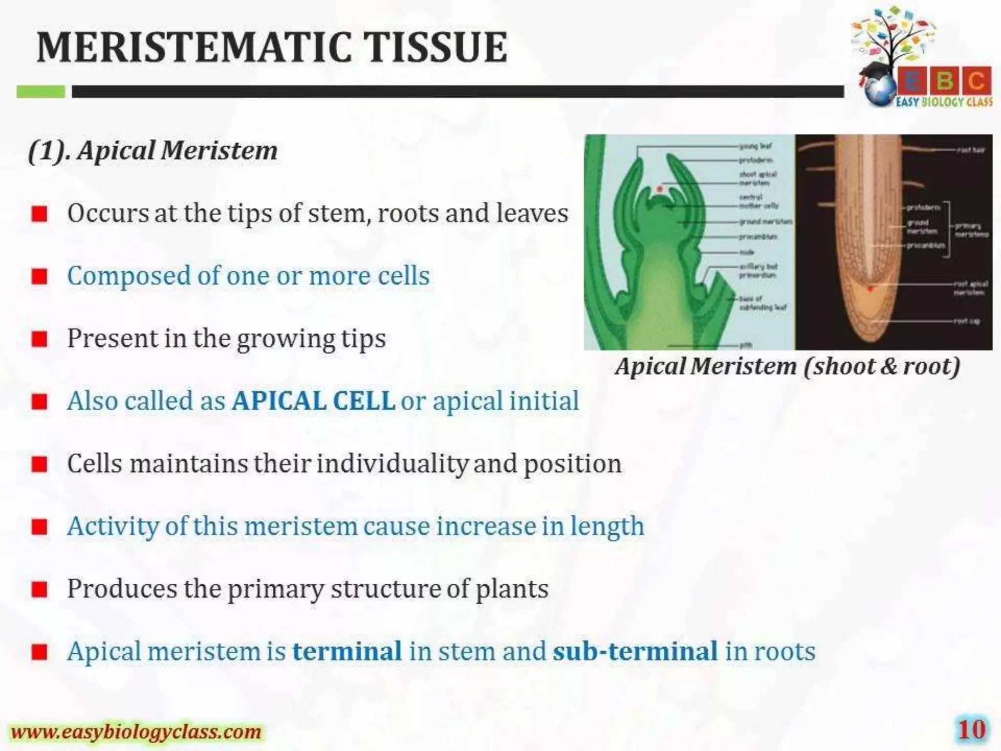 Classification of-meristem | PPTX