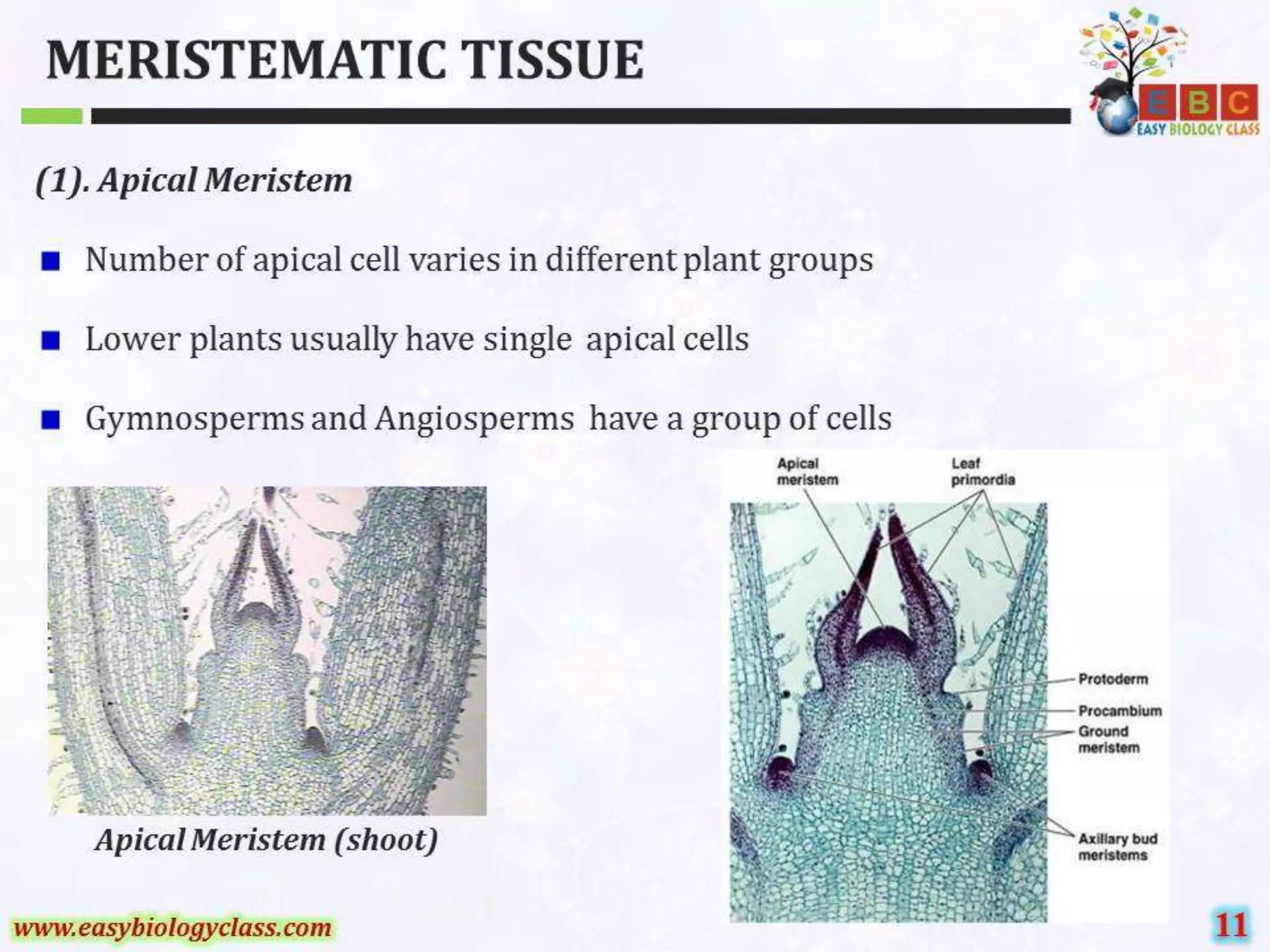 Classification of-meristem | PPTX