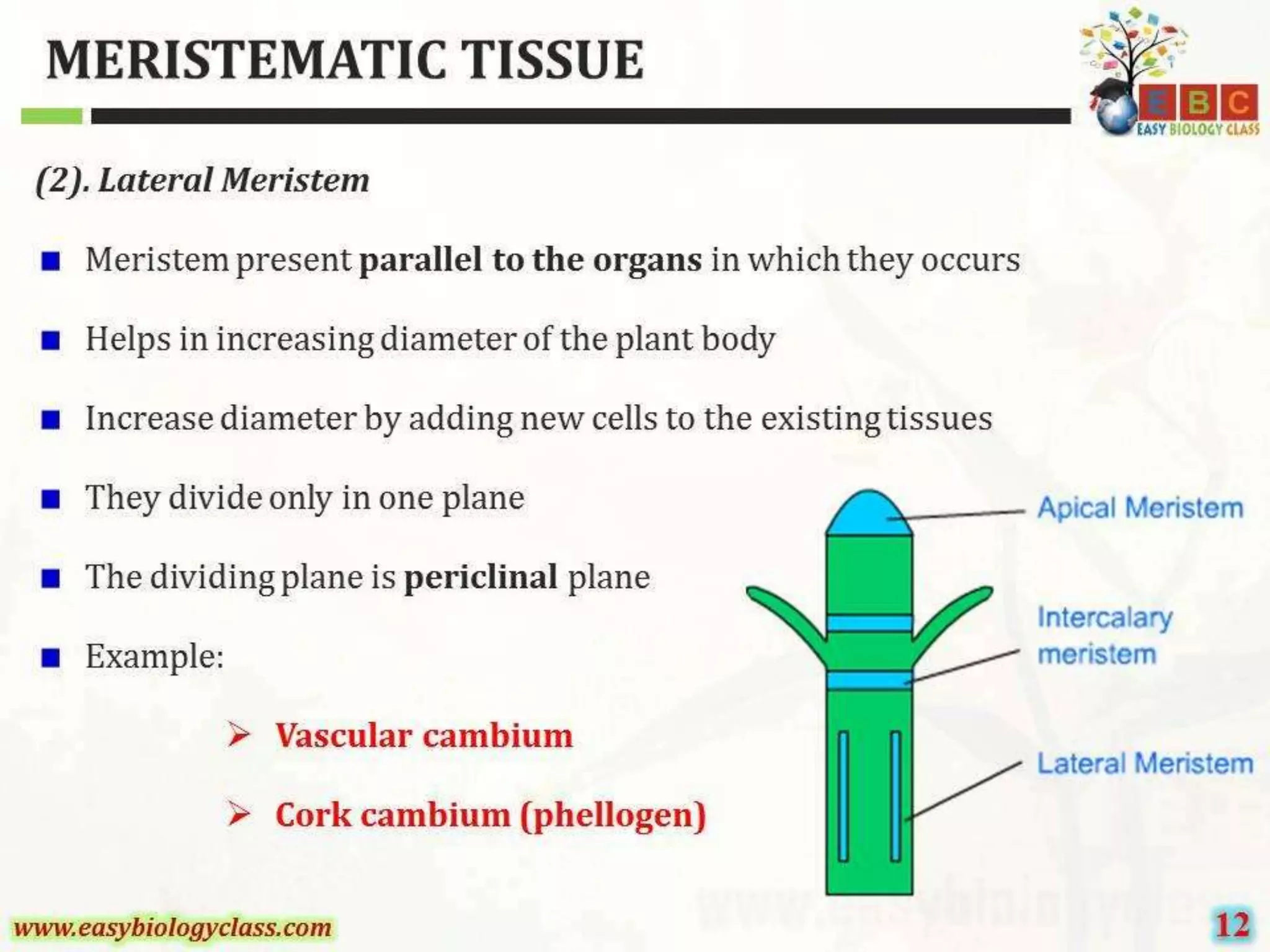 Classification of-meristem | PPTX