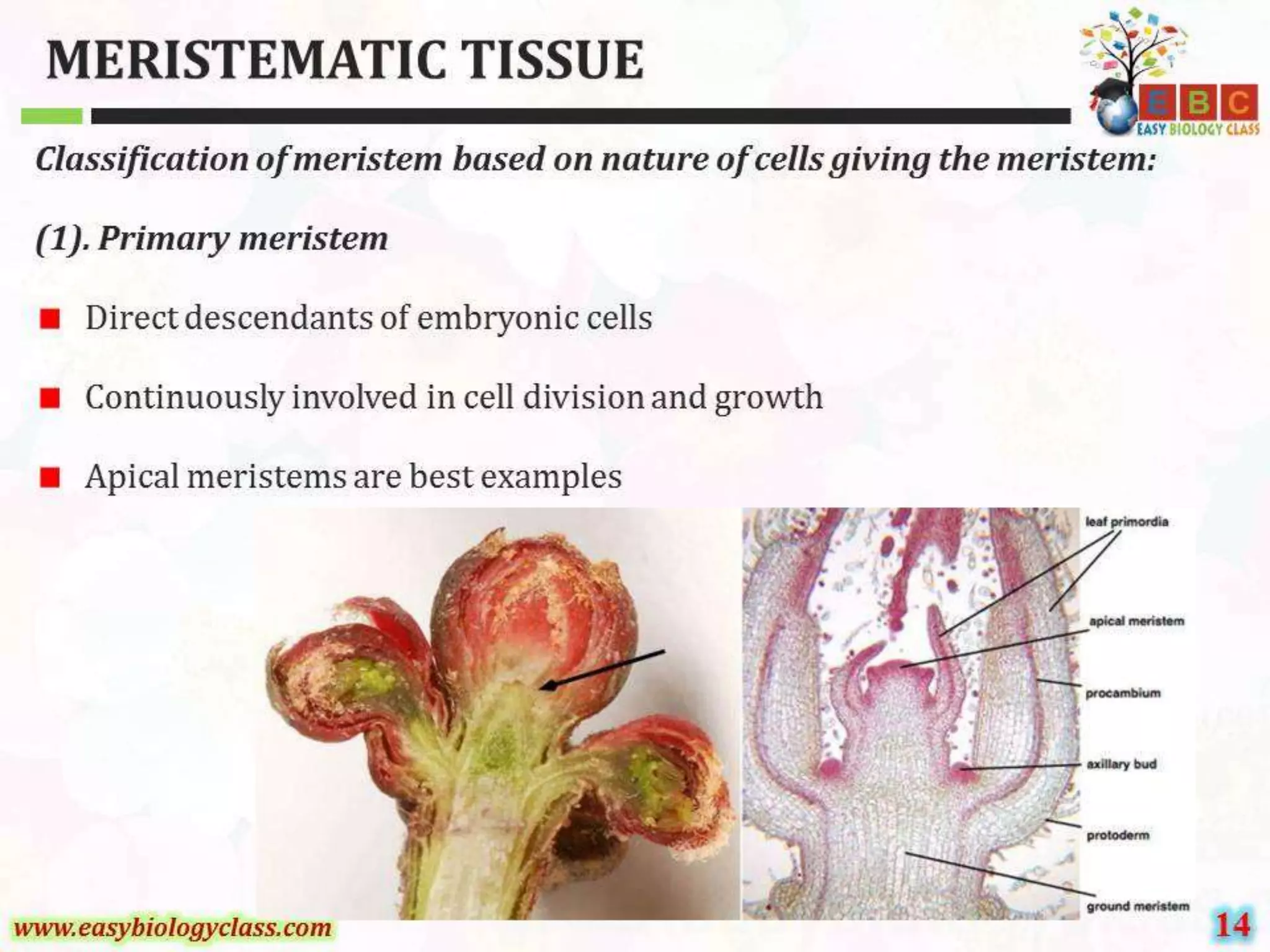Classification of-meristem | PPTX