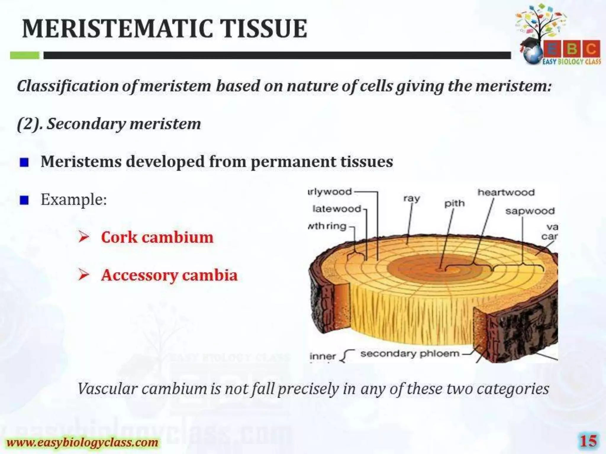 Classification of-meristem | PPTX