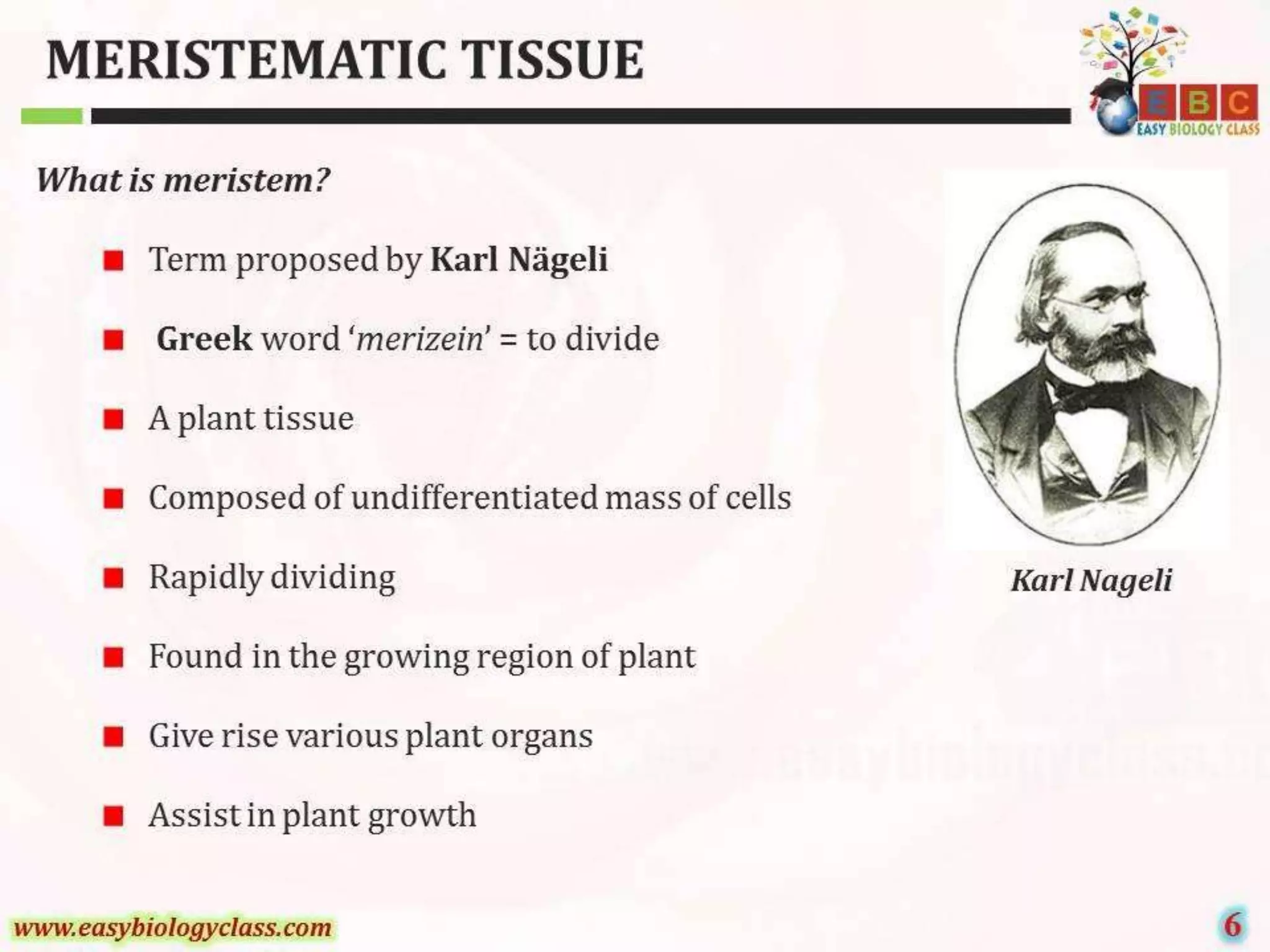 Classification of-meristem | PPTX