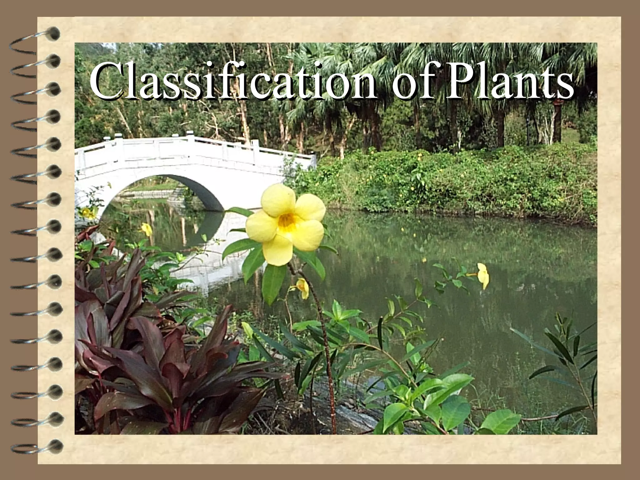 Classification Of Plants | PPT | Gardening | Home & Garden