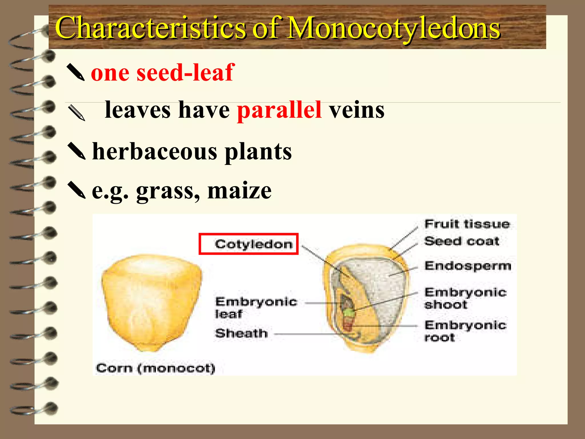 Classification Of Plants | PPT