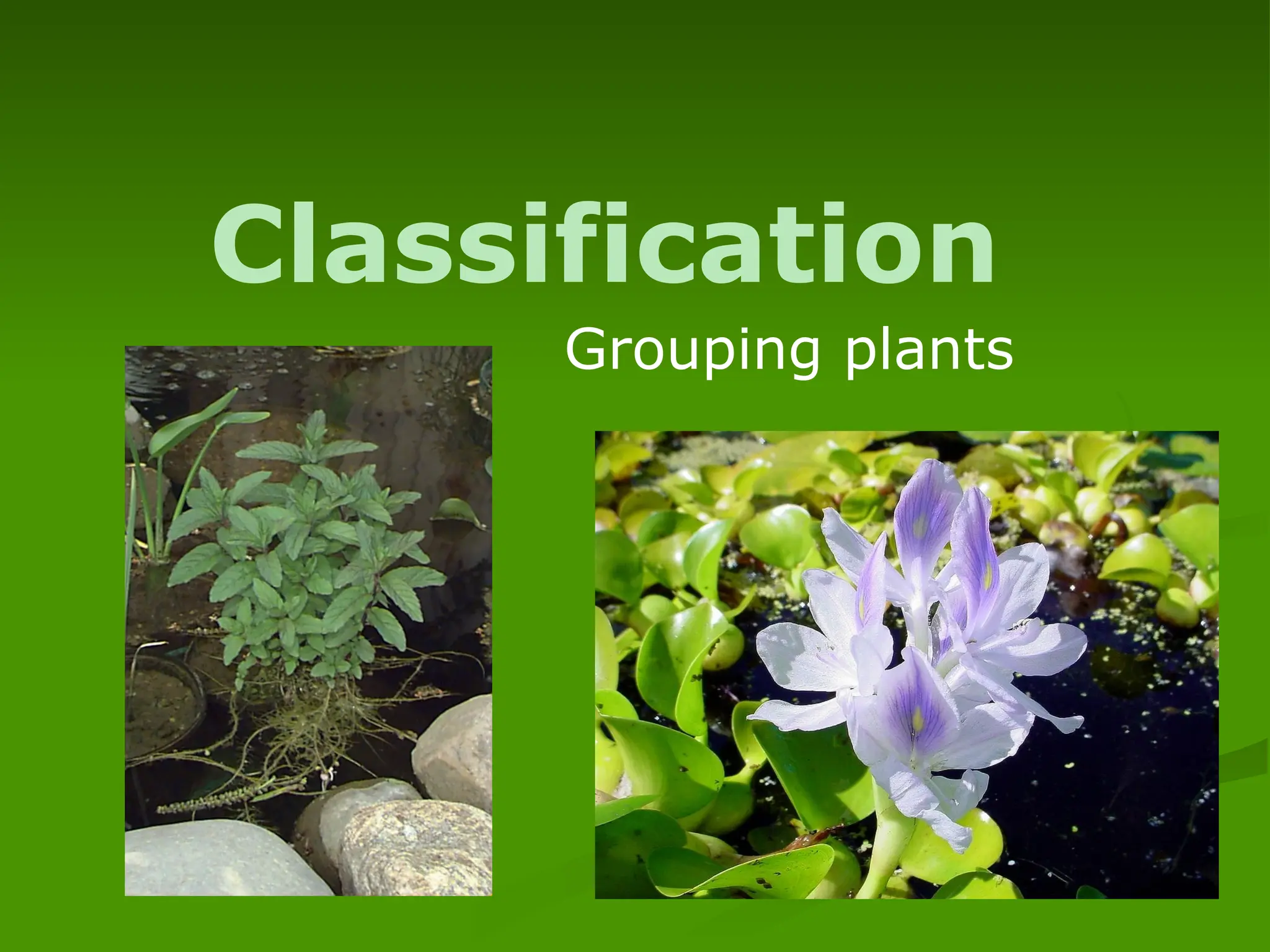 Classification of plants for Sec Biology | PPTX