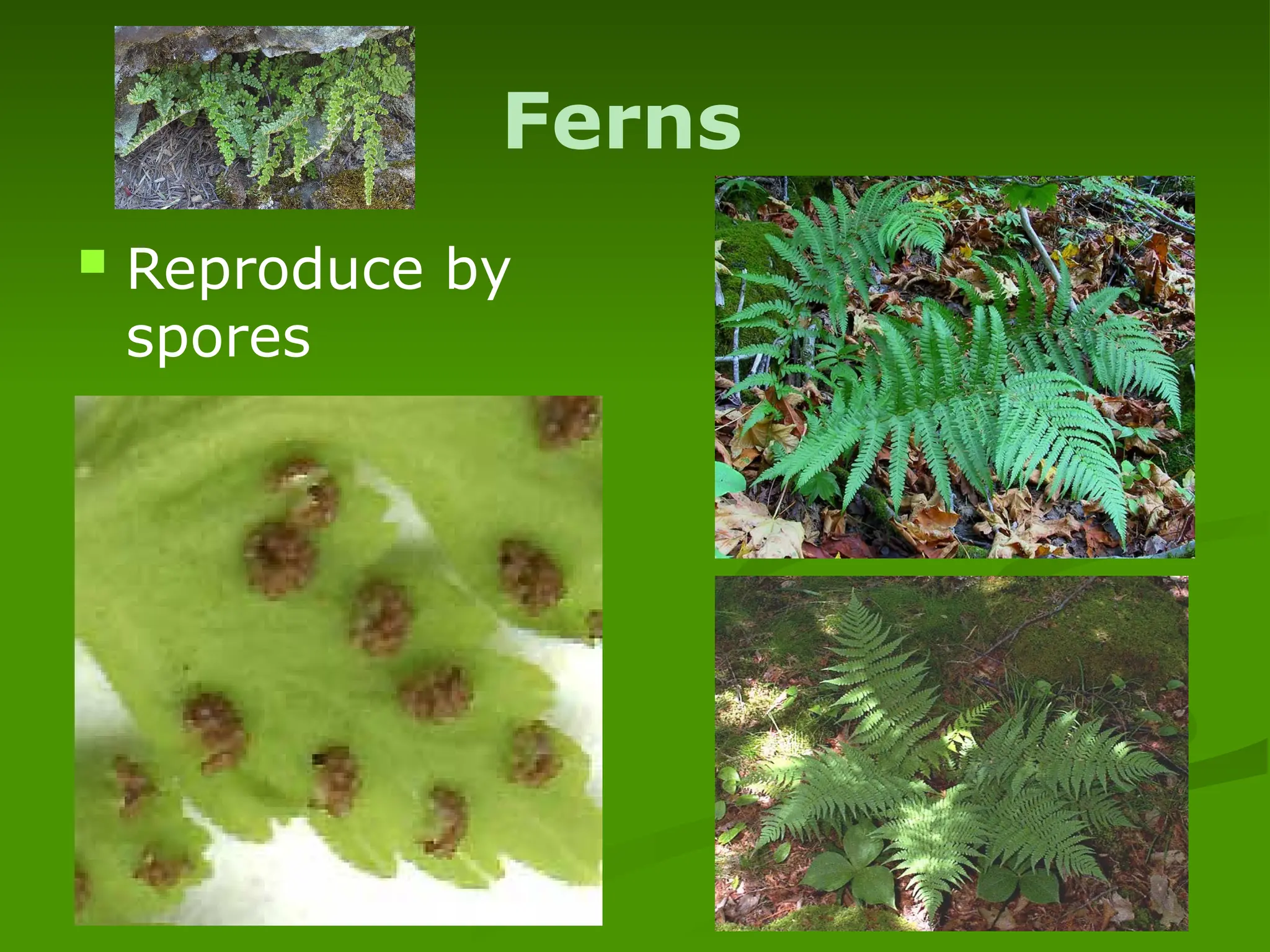 Classification of plants for Sec Biology | PPTX