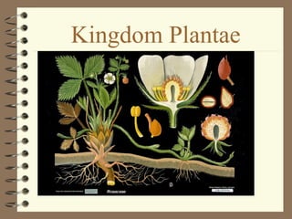 Classification-of-plants-2nd-powerpoint.ppt