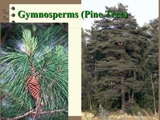 Classification-of-plants-2nd-powerpoint.ppt