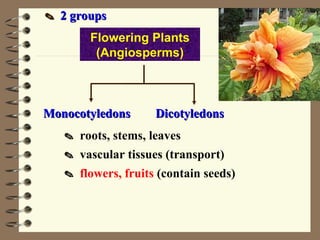 Classification-of-plants-2nd-powerpoint.ppt