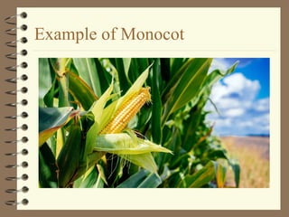 Classification-of-plants-2nd-powerpoint.ppt