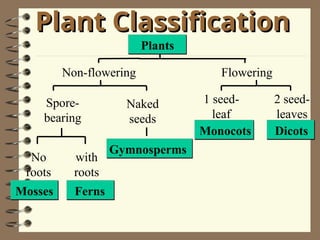 Classification-of-plants-2nd-powerpoint.ppt