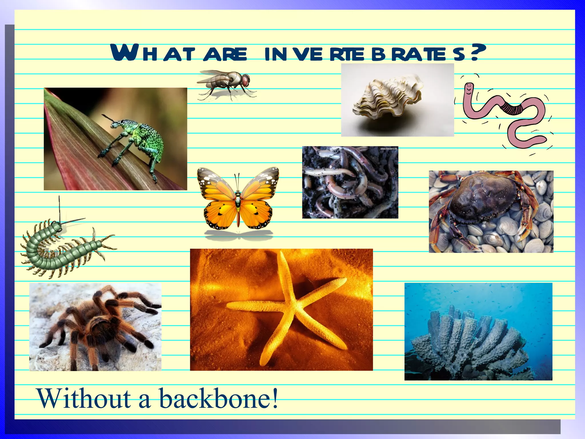 Classification of-plants-and-animals | PPT