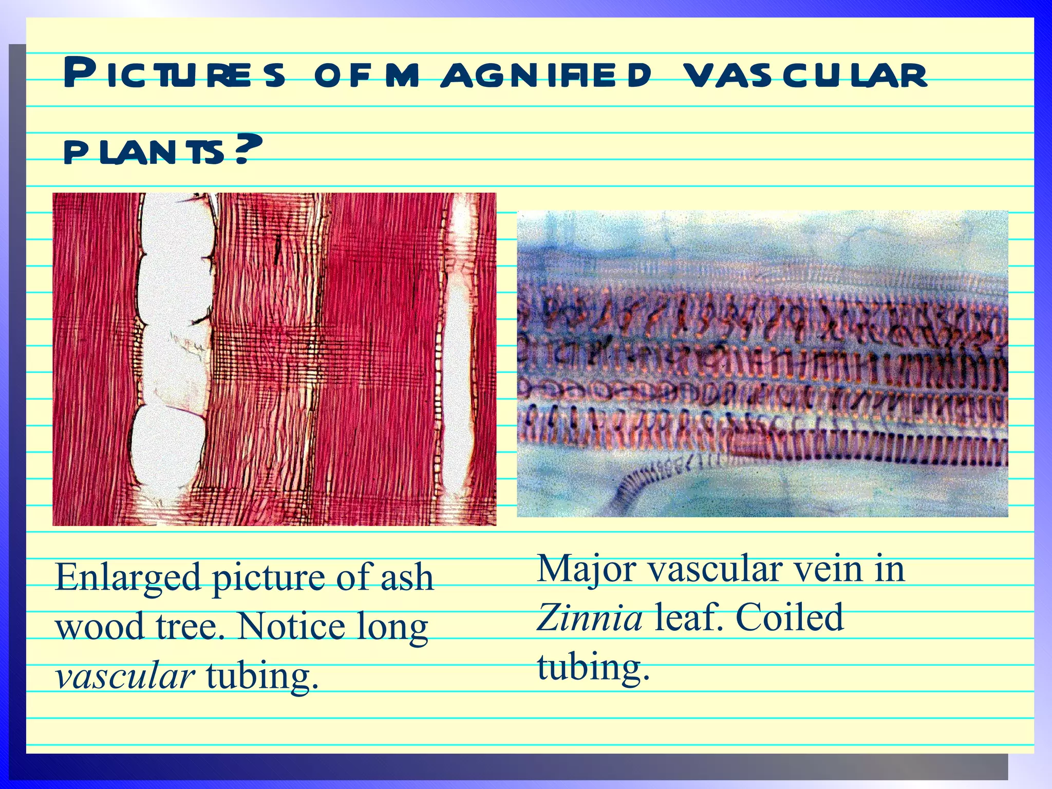 Classification of-plants-and-animals | PPT