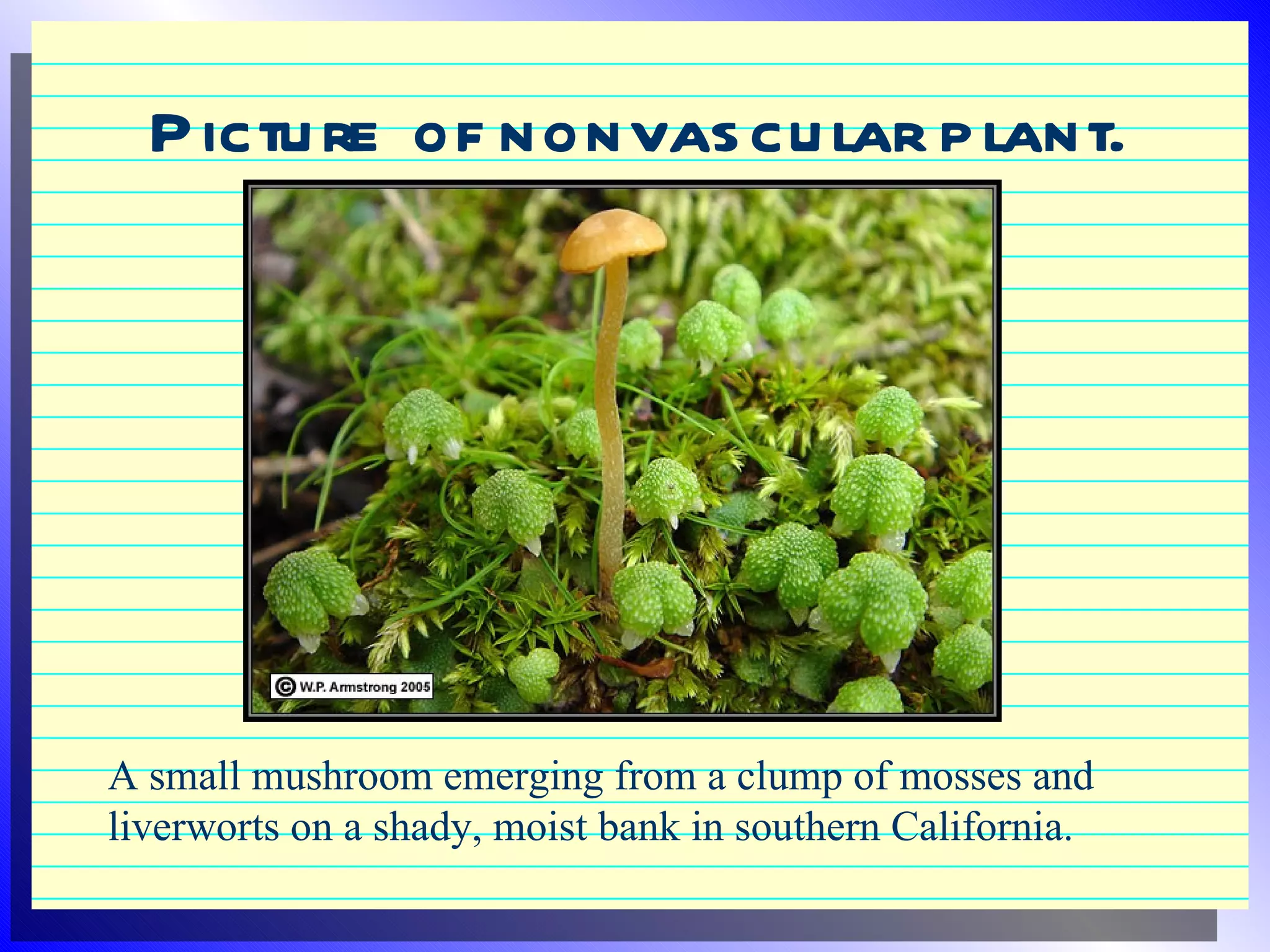 Classification of-plants-and-animals | PPT