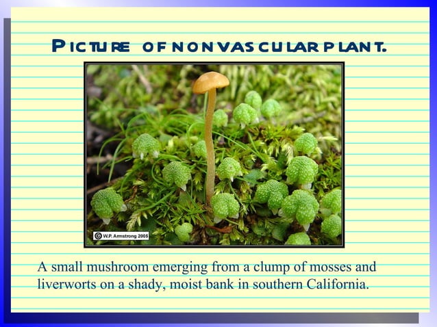 Classification of-plants-and-animals | PPT | Biological Sciences | Science