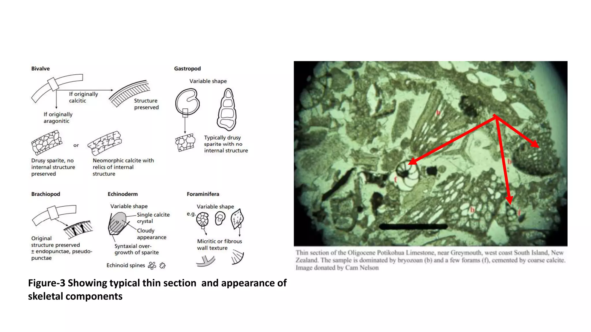 Classification-of-sedimentary-rocks-Autochthonous-sediments.pptx