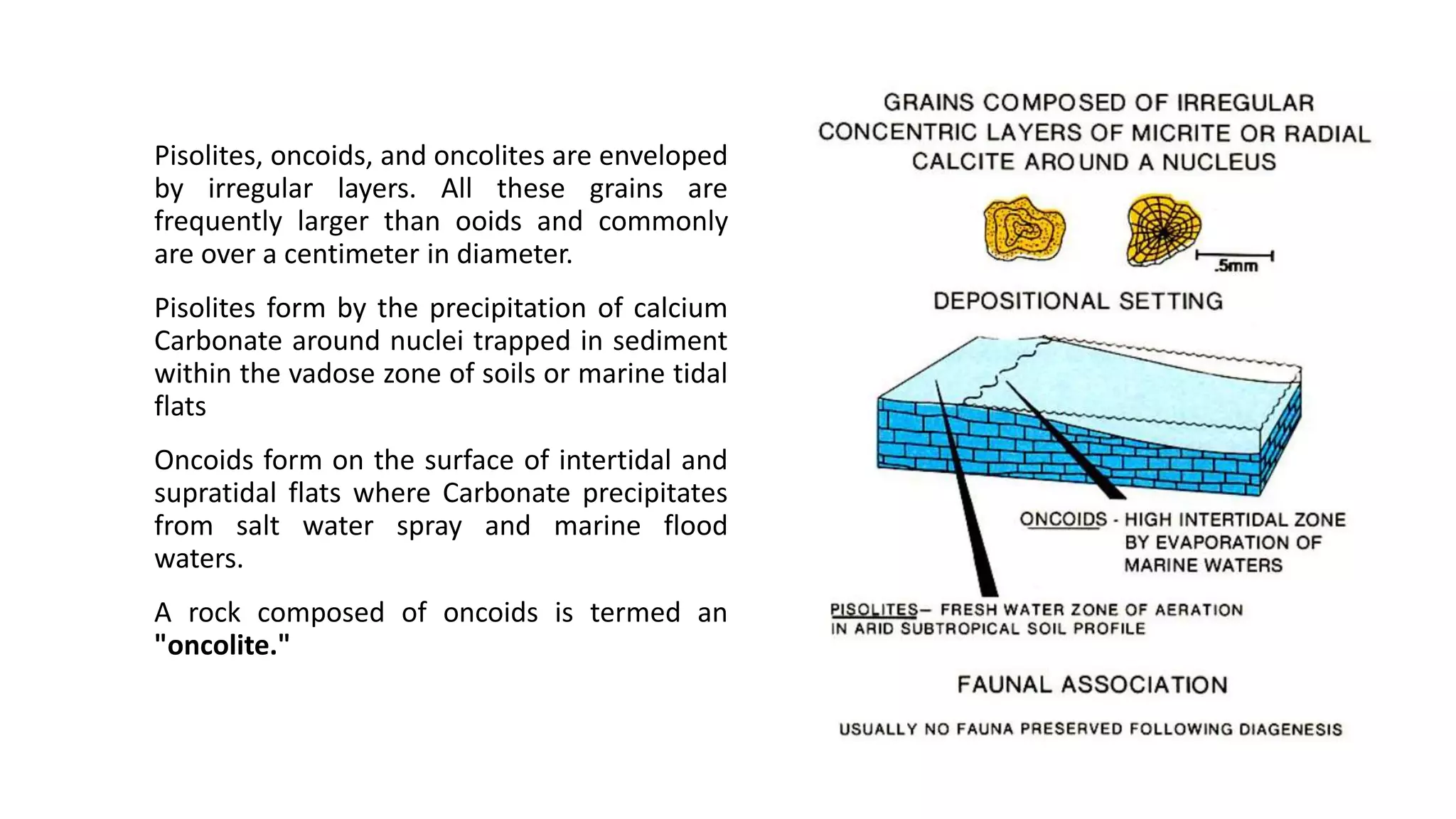 Classification-of-sedimentary-rocks-Autochthonous-sediments.pptx