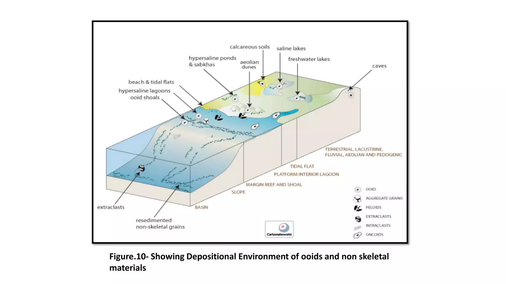 Classification-of-sedimentary-rocks-Autochthonous-sediments.pptx ...