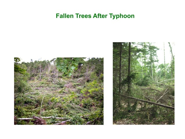 CLASSIFICATION OF TYPHOON-DESTROYED FORESTS BASED ON TREE HEIGHT CHANGE ...