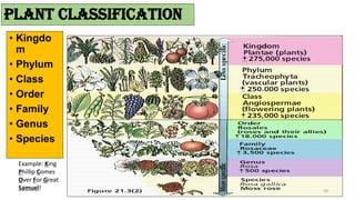 Classification plant-converted | PDF