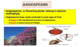 Classification plant-converted | PDF