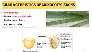 Classification plant-converted | PDF