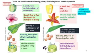 Classification plant-converted | PDF