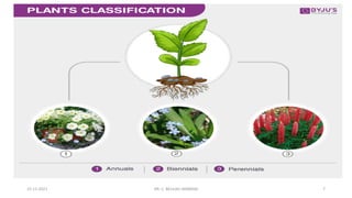 Classification plant-converted | PDF
