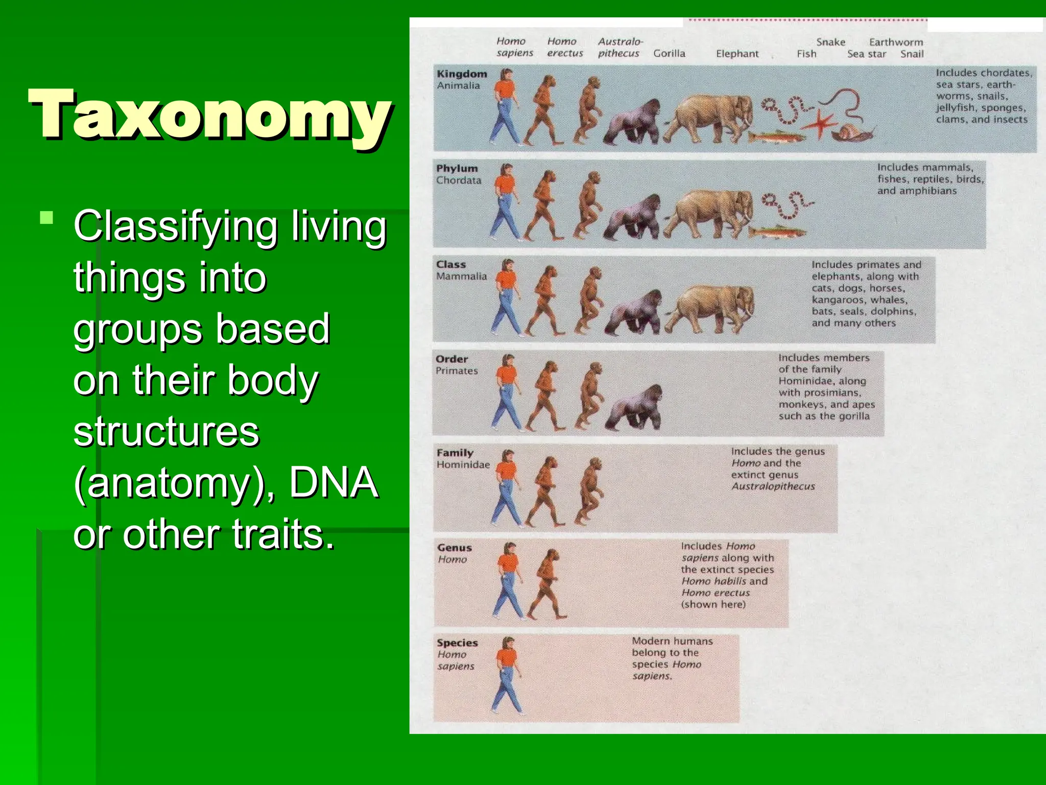 Classification-Taxonomy PowerPoint Presentation | PPT