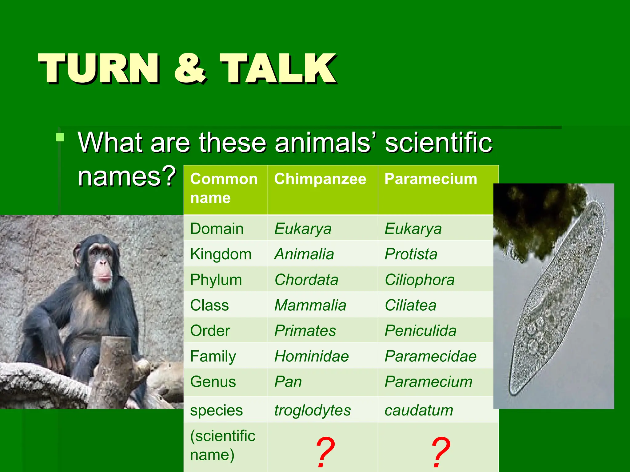 Classification-Taxonomy PowerPoint Presentation | PPT