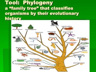 Classification-Taxonomy PowerPoint Presentation | PPT