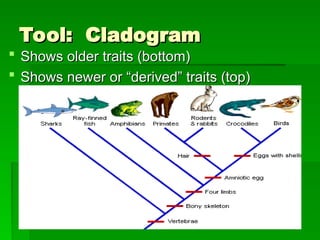 Classification-Taxonomy PowerPoint Presentation | PPT