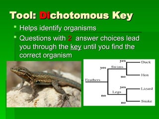 Classification-Taxonomy PowerPoint Presentation | PPT