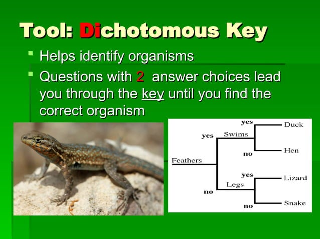Classification Taxonomy Powerpoint Presentation Ppt 6861