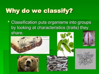 Classification-Taxonomy PowerPoint Presentation | PPT