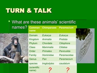Classification-Taxonomy PowerPoint Presentation | PPT