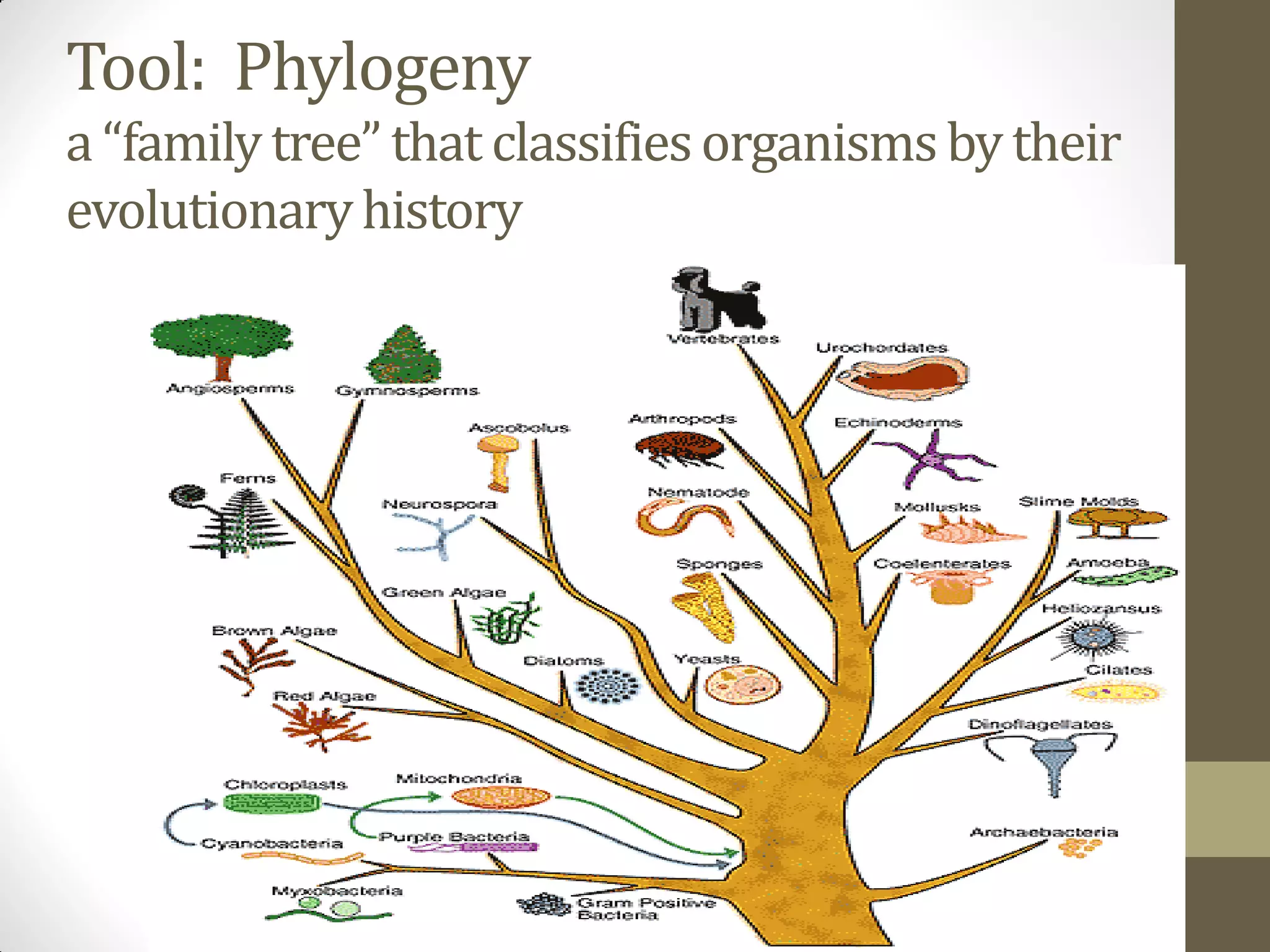 Bacterial taxonomy & classification | PDF