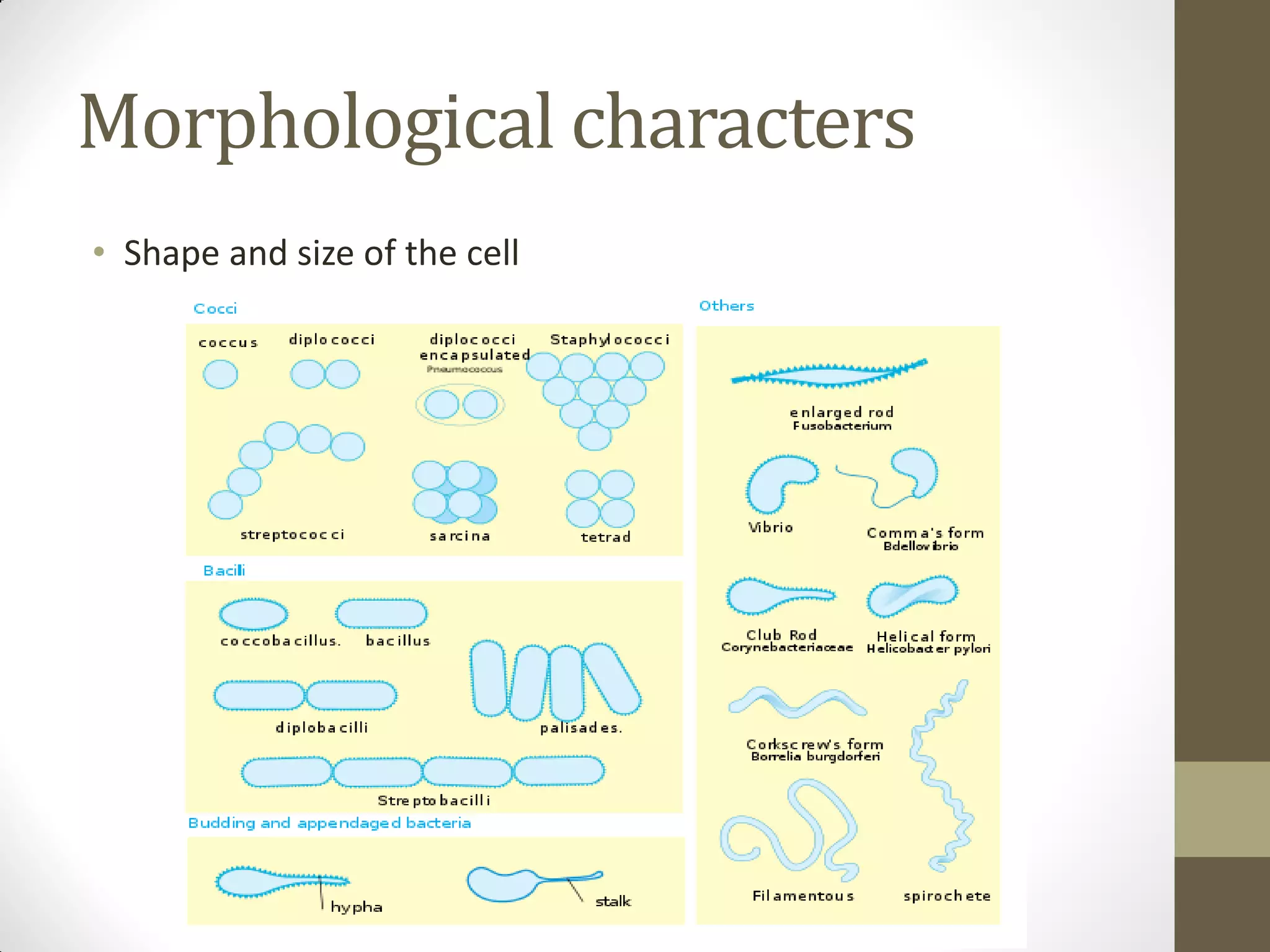 Bacterial taxonomy & classification | PDF