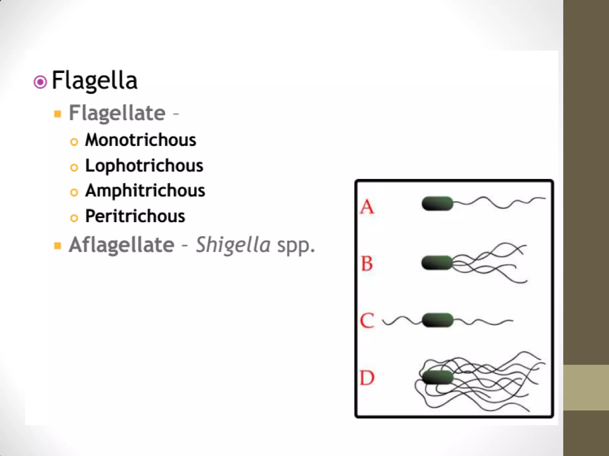 Bacterial taxonomy & classification | PDF
