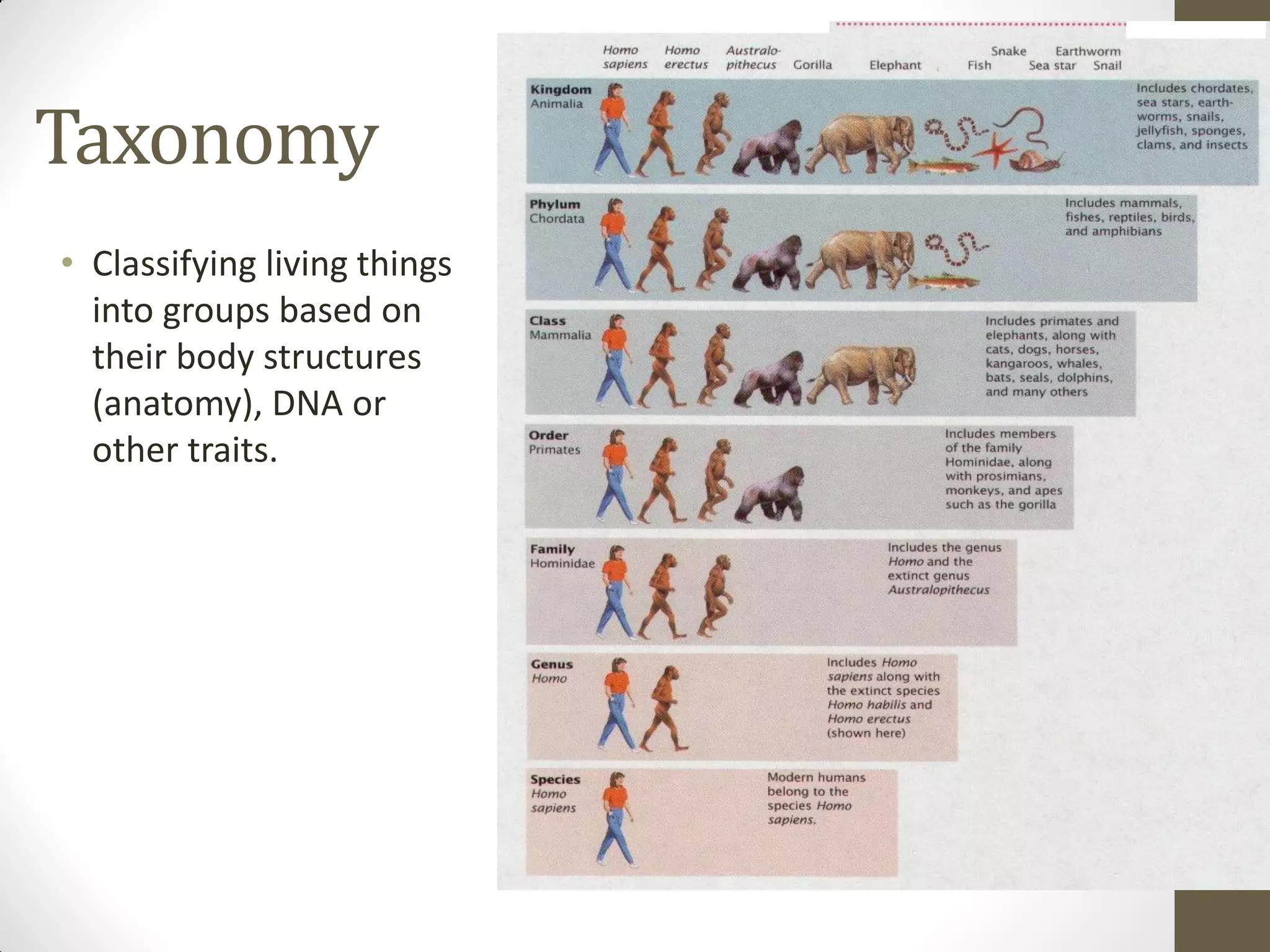 Bacterial taxonomy & classification | PDF