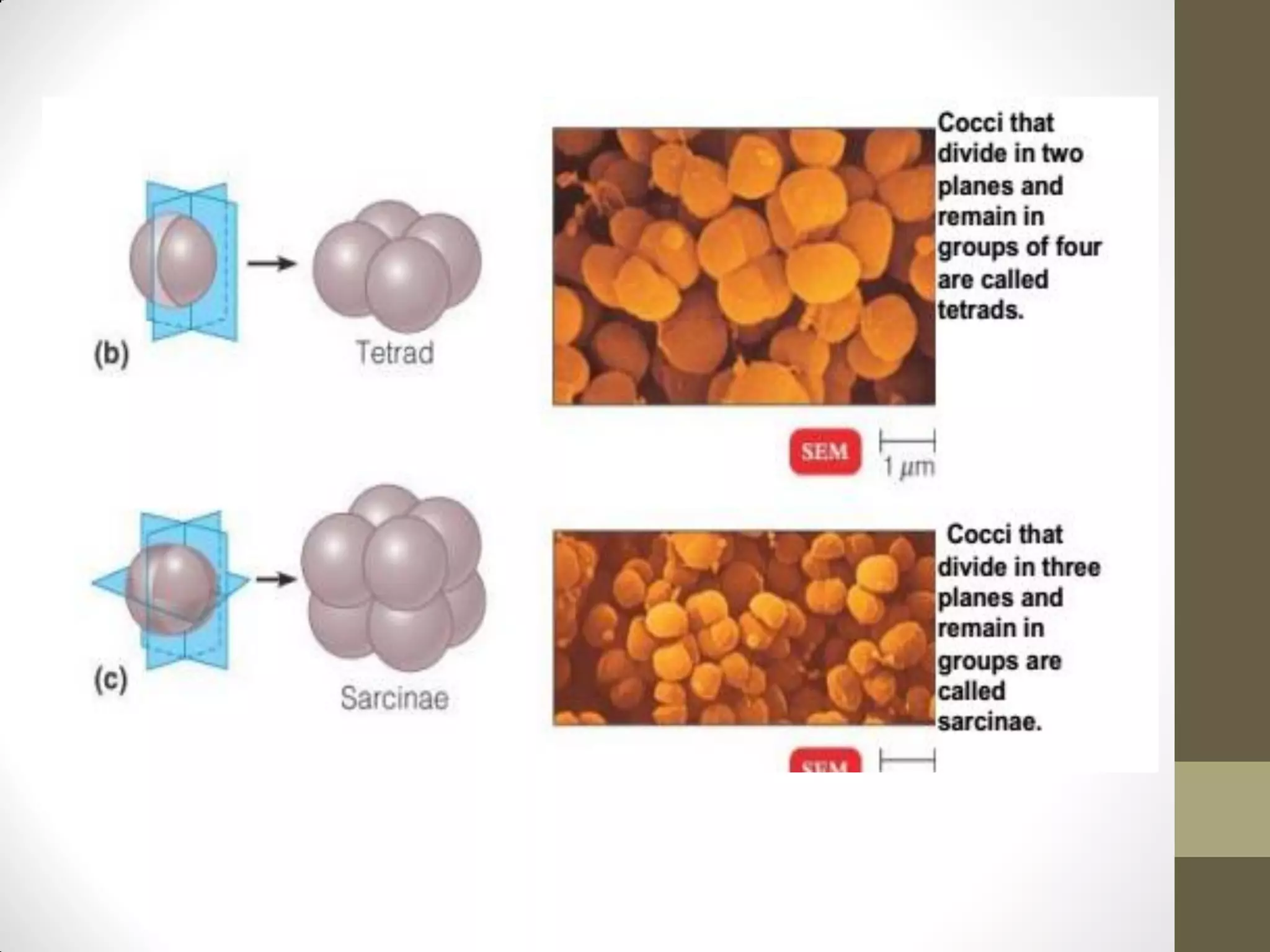 Bacterial Taxonomy Classification Pdf