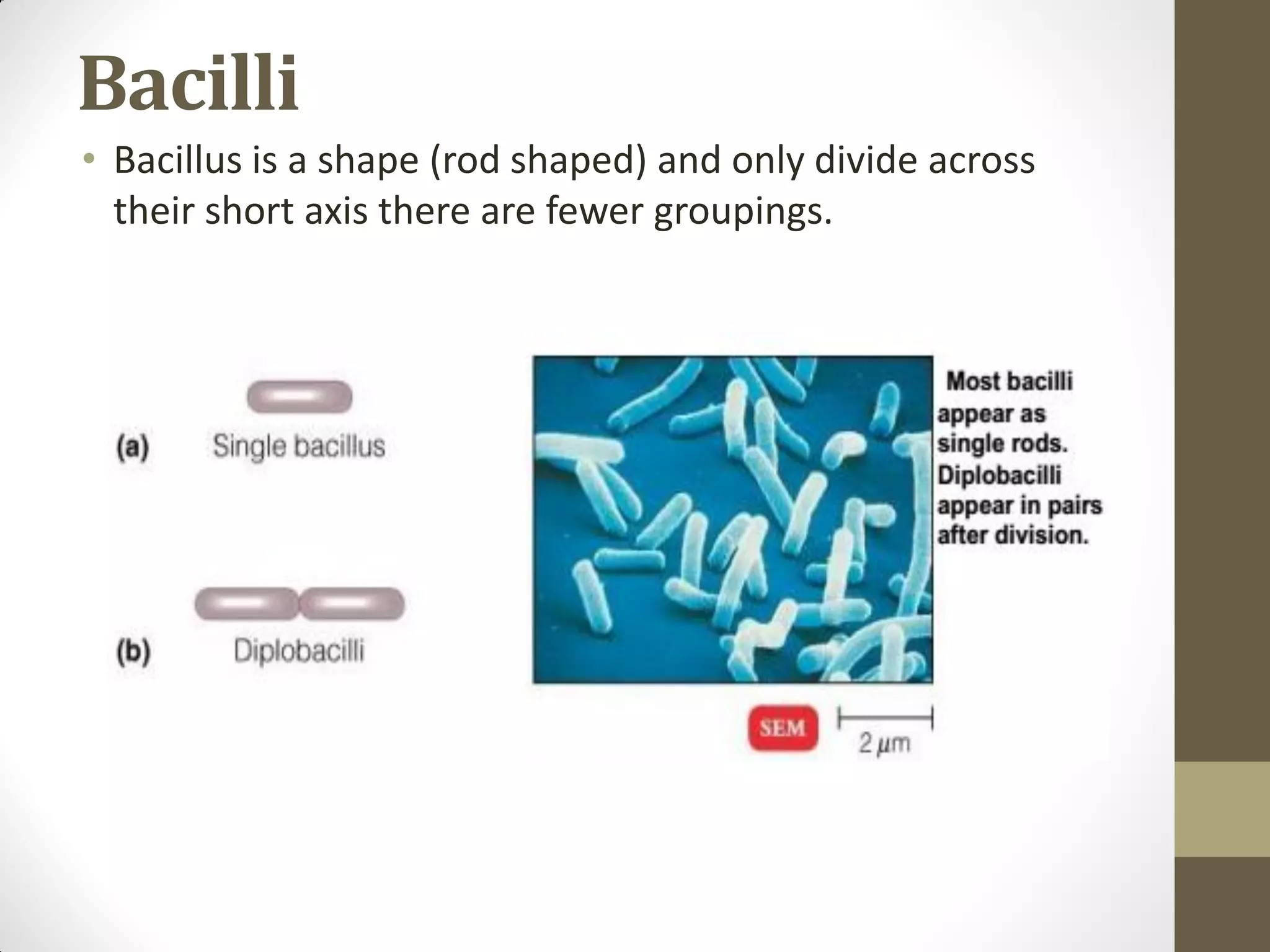 Bacterial taxonomy & classification | PDF