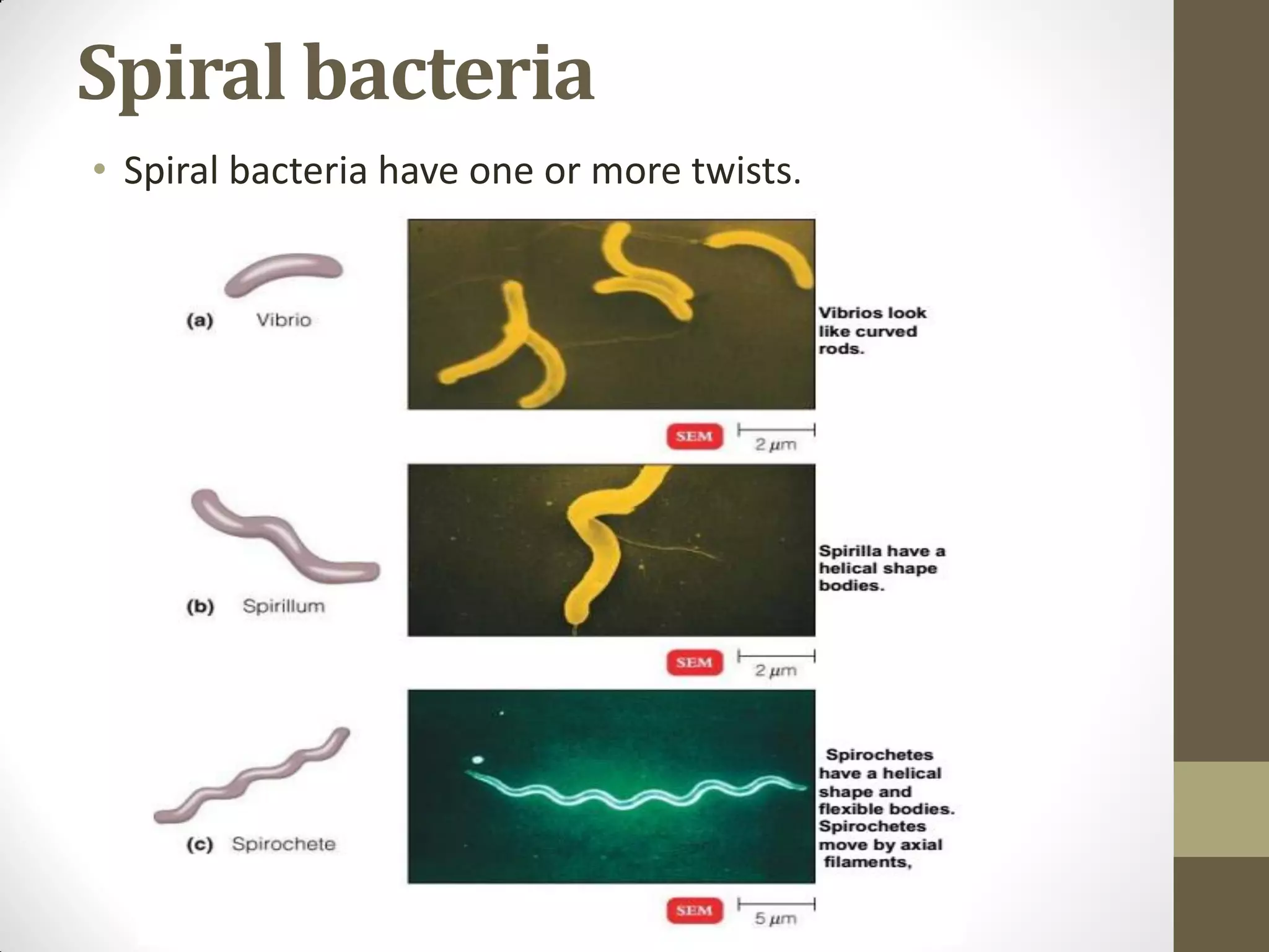 Bacterial taxonomy & classification | PDF
