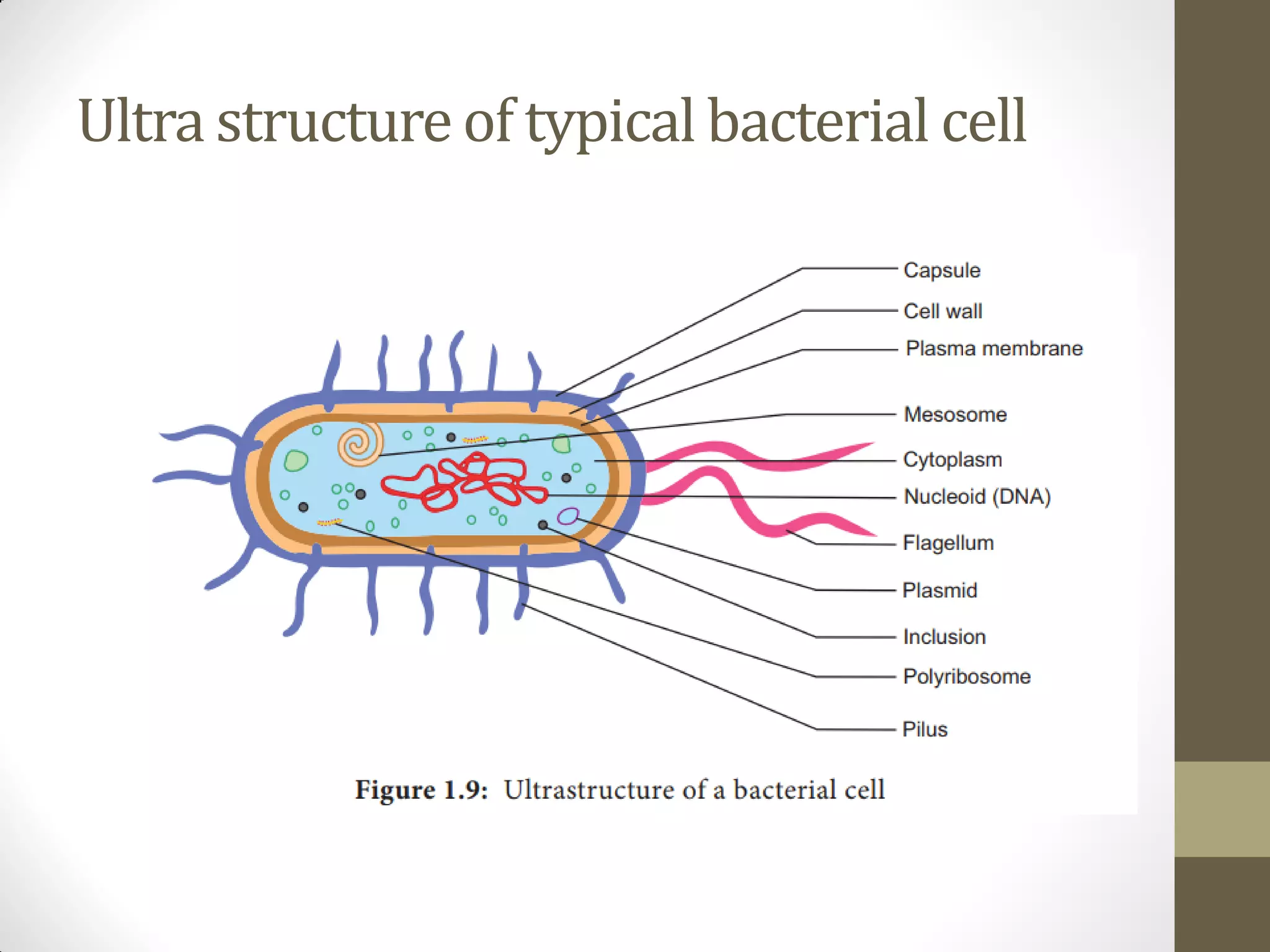 Bacterial taxonomy & classification | PDF