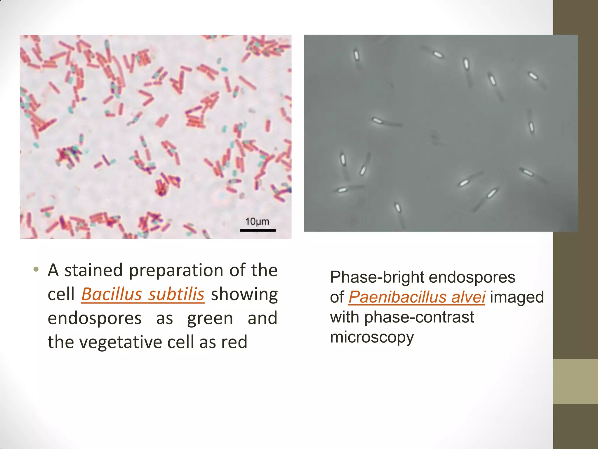 Bacterial taxonomy & classification | PDF