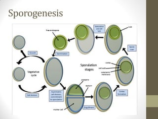 Bacterial taxonomy & classification | PPT