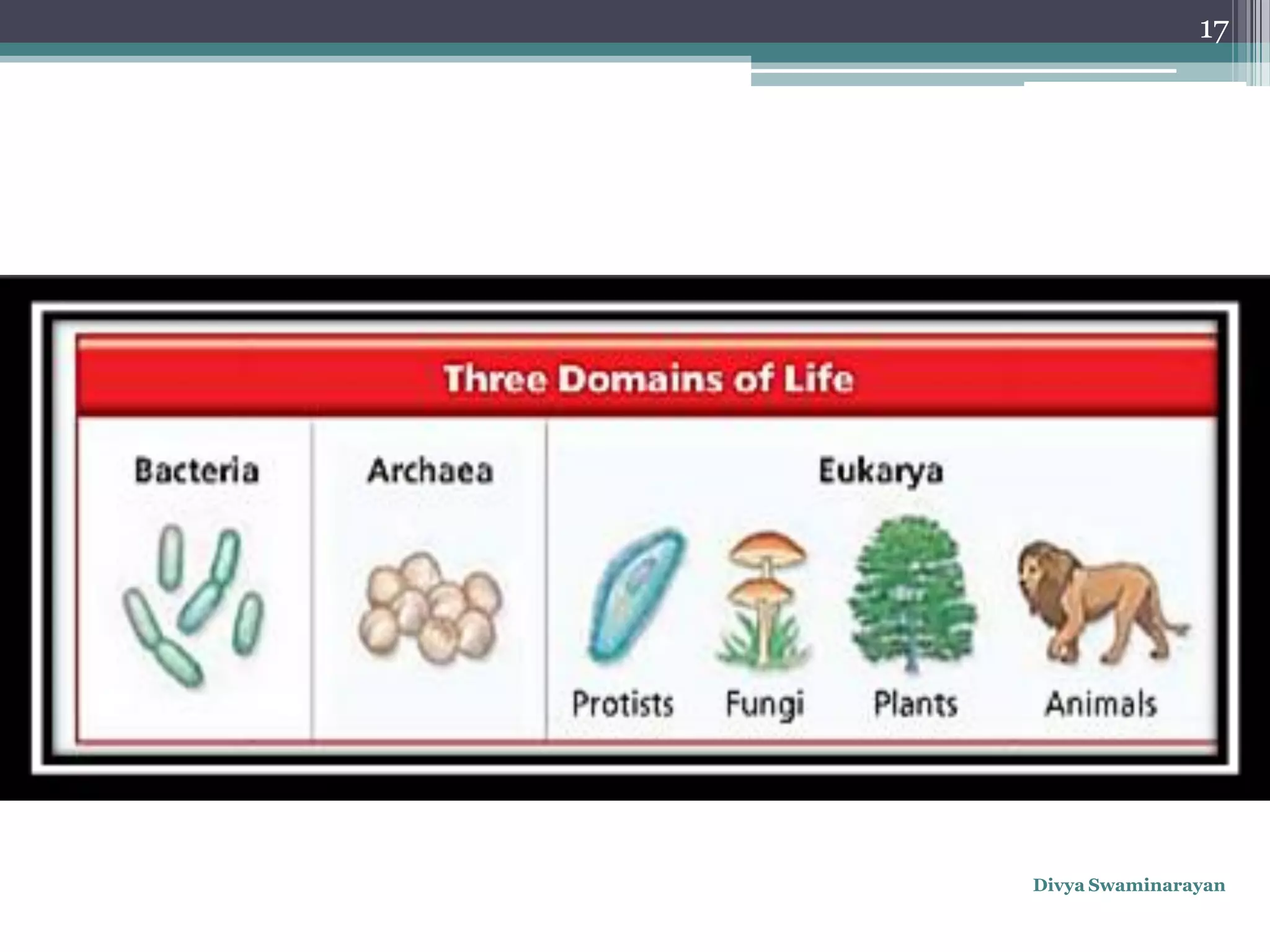 Classification three domain system | PDF