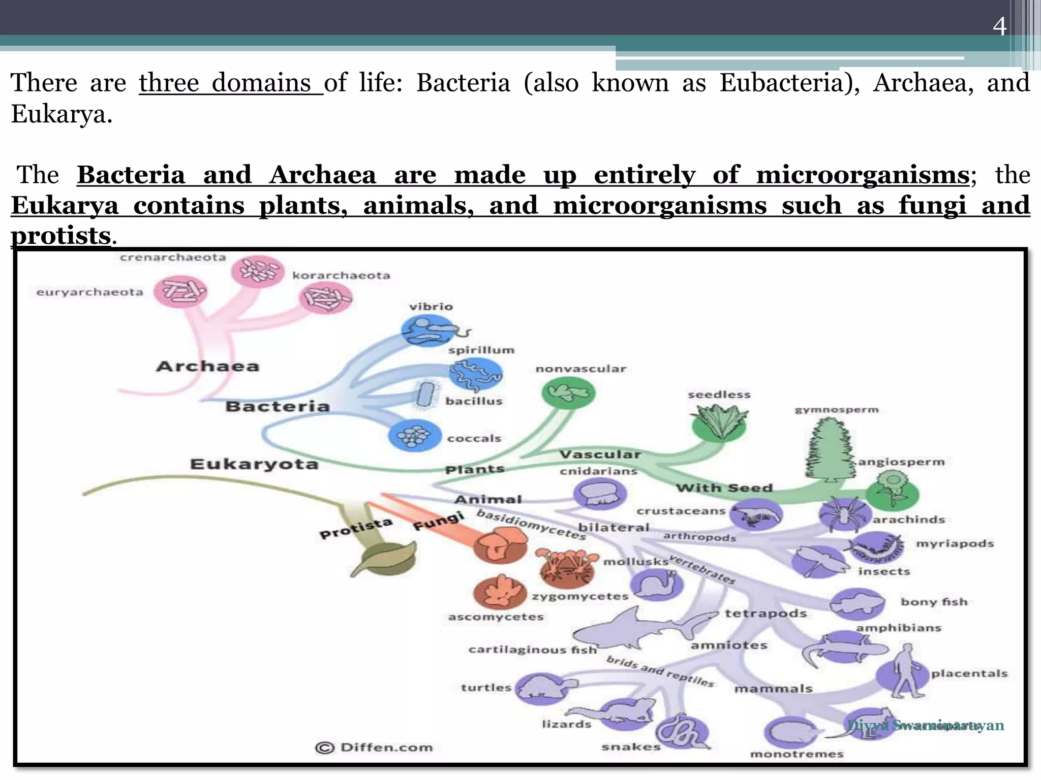 Classification three domain system | PDF